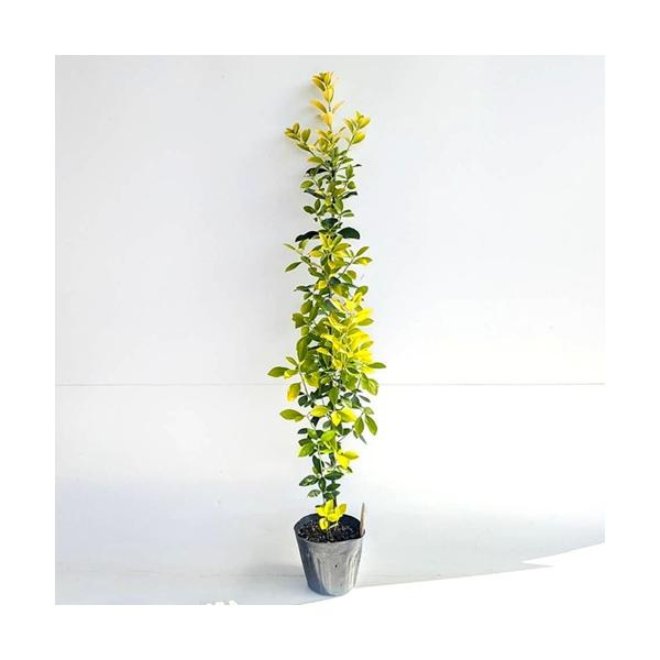 オウゴンマサキ 樹高0.8m前後 15cmポット （5本セット）（送料無料）  苗 植木 苗木   おうごんまさき 黄金マサキ