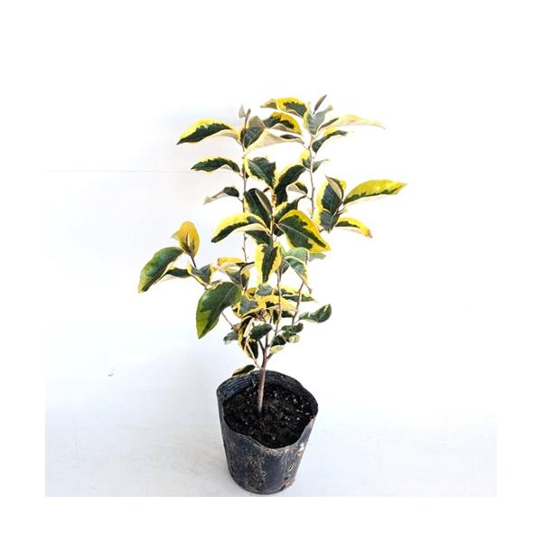 ギルドエッジ(ギルトエッジ) 樹高0.25m前後 15cmポット （10本セット）（送料無料） 半落葉樹 苗 植木 苗木 庭  ぎるどえっじ