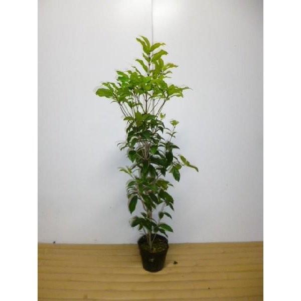 ギンモクセイ 樹高0.8m前後 15cmポット （5本セット）（送料無料）  苗 植木 苗木 庭  ぎんもくせい もくせい 銀木犀