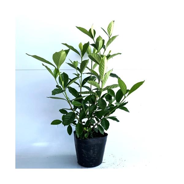 クチナシ 八重咲き（ヤエクチナシ） 樹高0.4m前後 15cmポット （ 単 品 ）  苗 植木 苗木 庭  くちなし （やえくちなし） 梔子 八重梔子 巵子 支子   お得な【送料無料】セット商品も販売中。↑<br>