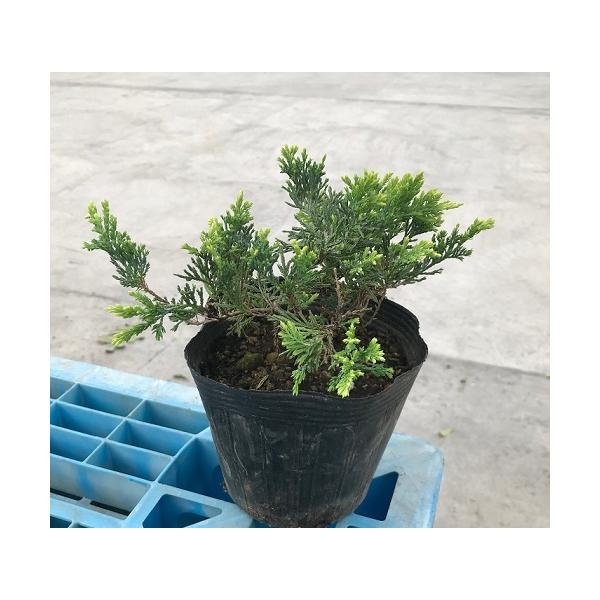 ゴールデンカーペット / 15cmポット （5本セット）（送料無料）  苗 植木 苗木 庭 グランドカバー ごーるでんかーぺっと コニファー