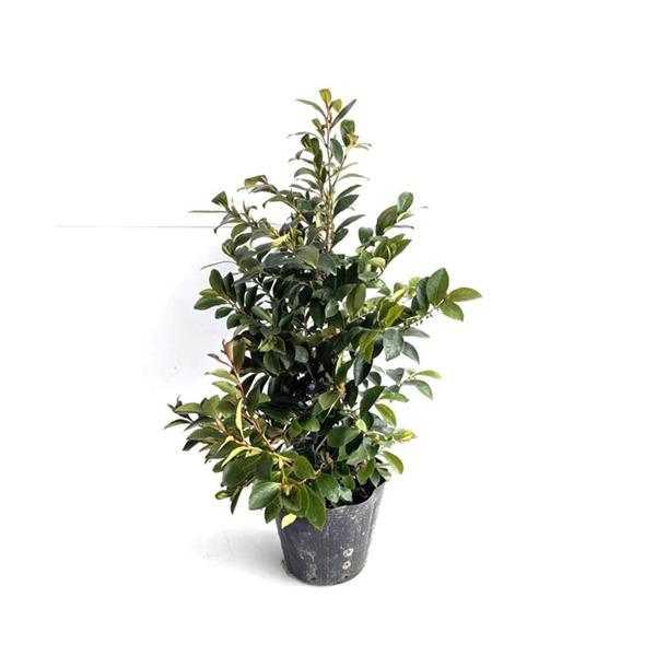 ヒサカキ 樹高0.4m前後 15cmポット （10本セット）（送料無料）  苗 植木 苗木 庭  ひさかき 姫榊