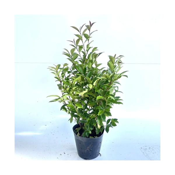 ヒサカキ 樹高0.4m前後 15cmポット （5本セット）（送料無料）  苗 植木 苗木 庭  ひさかき 姫榊