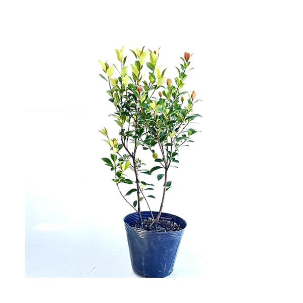 ヒメシャリンバイ 樹高0.3m前後 15cmポット （10本セット）（送料無料）  苗 植木 苗木 庭  ひめしゃりんばい 姫車輪梅