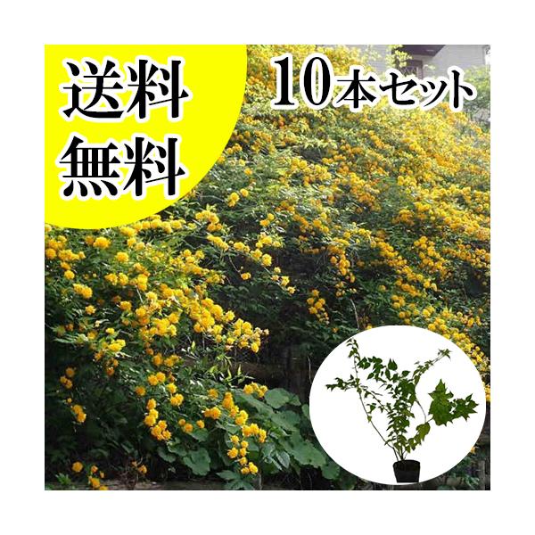 ヤエヤマブキ 樹高0.4m前後 15cmポット （10本セット）（送料無料）  苗 植木 苗木 庭  やえやまぶき 山吹：八重咲き