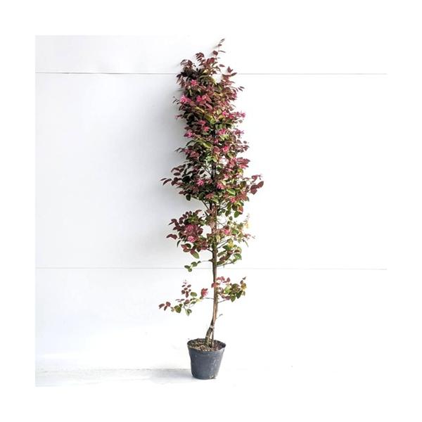 トキワマンサク（青葉赤花） 樹高1.0m前後 15cmポット （5本セット）（送料無料）  苗 植木 苗木   ときわまんさく（青葉赤花） 常盤満作