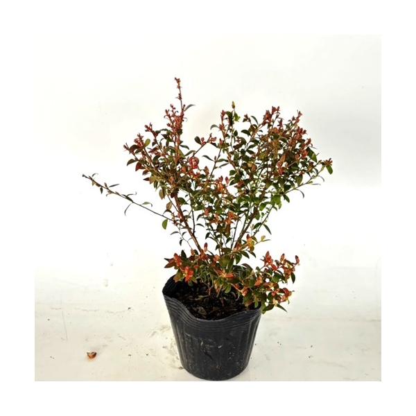 ビルベリー 樹高0.3m前後 13.5cmポット （ 単 品 ）  苗 植木 苗木 庭 果樹苗 果樹 木 びるべりー    お得な【送料無料】セット商品も販売中。↑<br>