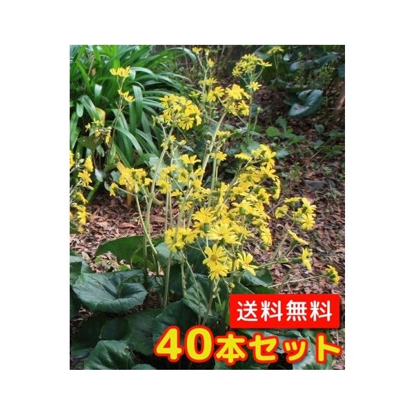 ツワブキ / 10.5cmポット （40本セット）（送料無料）  苗 植木 苗木 庭 グランドカバー つわぶき 石蕗 艶蕗