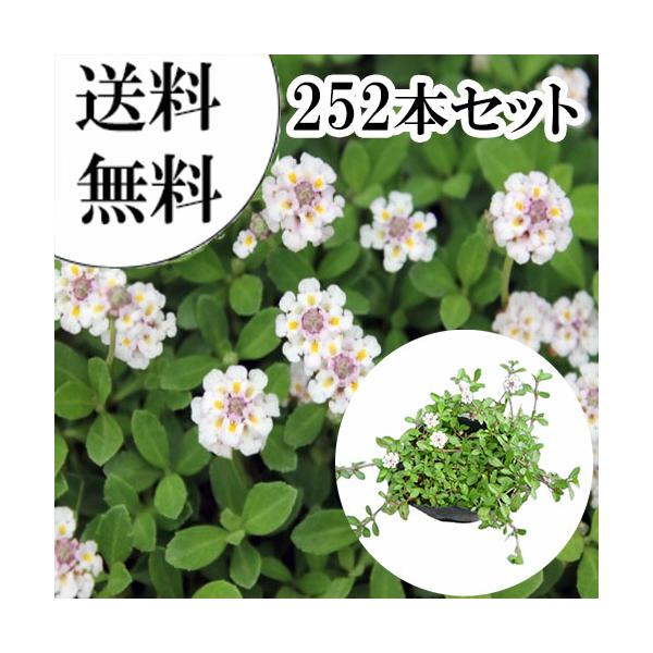 リピア（ヒメイワダレソウ） / 9.0cmポット （252本セット）（送料無料）  苗 植木 苗木 庭 グランドカバー りぴあ（ひめいわだれそう） 岩垂草