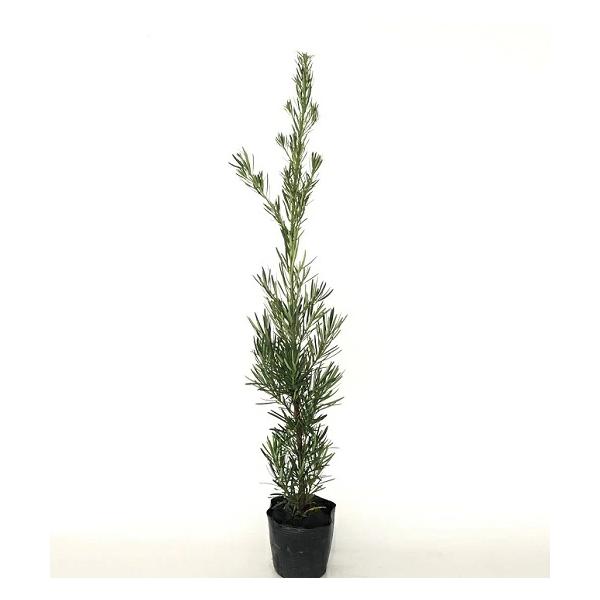 ラカンマキ 樹高1.0m前後 15cmポット （ 単 品 ）  苗 植木 苗木   らかんまき 羅漢槙   お得な【送料無料】セット商品も販売中。↑<br>
