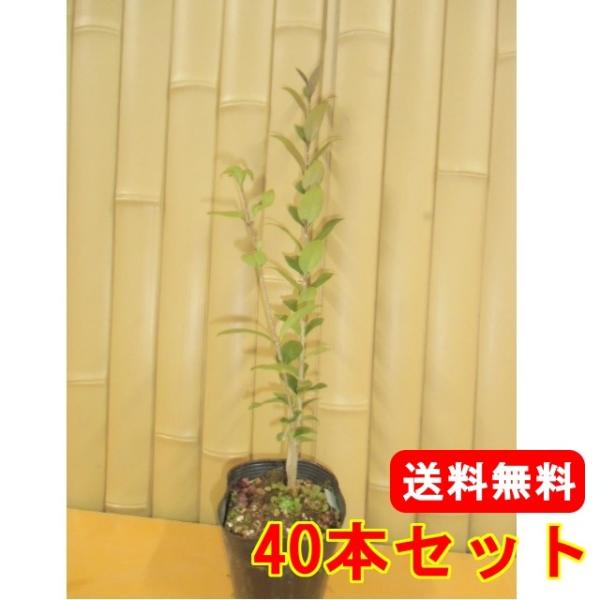 ネズミモチ 樹高0.5m前後 10.5cmポット （40本セット）（送料無料）  苗 植木 苗木   ねずみもち 鼠黐