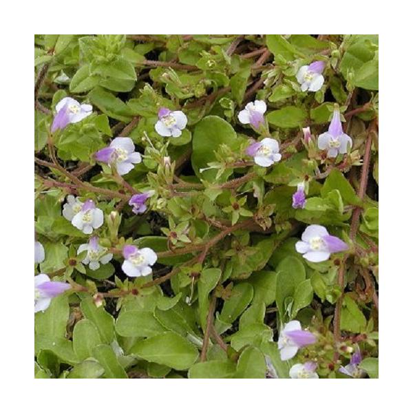 サギゴケ ムラサキサギゴケ / 9.0cmポット （ 単 品 ）  苗 植木 苗木 庭 グランドカバー さぎごけ むらさきさぎごけ 鷺苔 花期：3〜4月   お得な【送料無料】セット商品も販売中。↑<br>