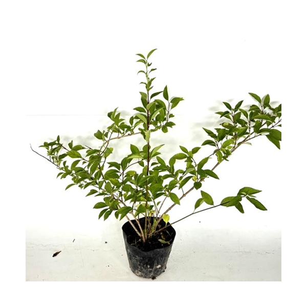 レンギョウ 樹高0.4m前後 15cmポット （5本セット）（送料無料） 花時期：3月下旬〜4月上旬 苗 植木 苗木 庭  れんぎょう 連翹