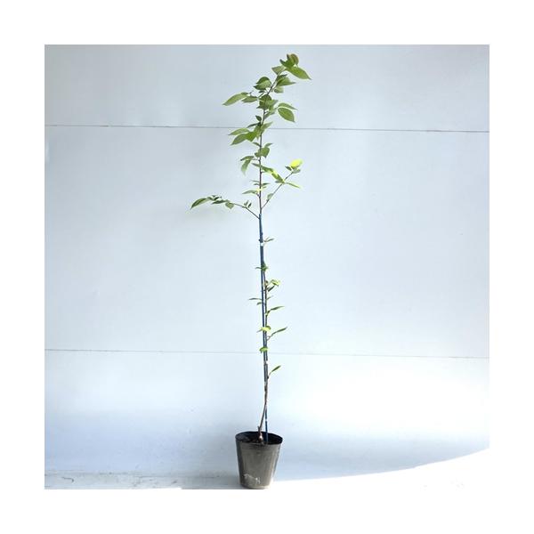 ソメイヨシノ 樹高1.0m前後 15cmポット （ 単 品 ）  苗 植木 苗木 庭  そめいよしの 染井吉野   お得な【送料無料】セット商品も販売中。↑<br>