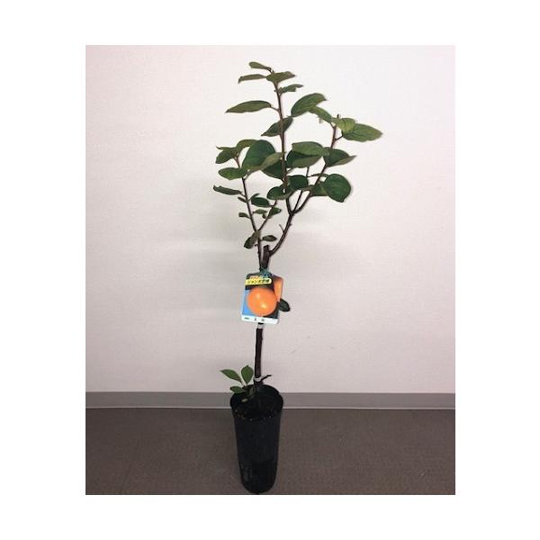 カキ タイシュウ（太秋柿）  樹高0.5m前後 12cmポット （ 単 品 ）  苗 植木 苗木 庭 果樹苗 果樹 木  かき 大秋 柿（太秋）   お得な【送料無料】セット商品も販売中。↑<br>