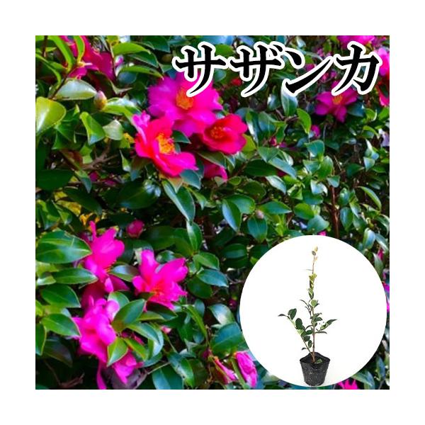 サザンカ 樹高0.3m前後 10.5cmポット （ 単 品 ）  苗 植木 苗木   さざんか 山茶花   お得な【送料無料】セット商品も販売中。↑<br>