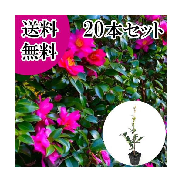 サザンカ 樹高0.3m前後 10.5cmポット （20本セット）（送料無料）  苗 植木 苗木   さざんか 山茶花