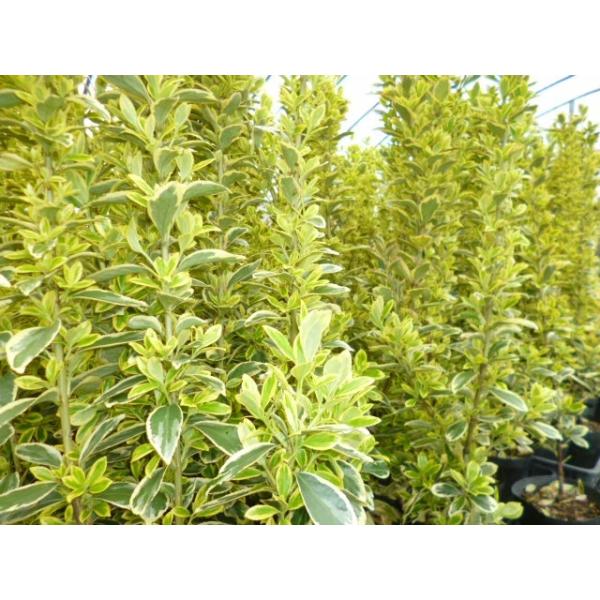 キンマサキ 樹高0.6m前後 15cmポット （ 単 品 ）（送料無料）  苗 植木 苗木 庭  フイリマサキ 金マサキ