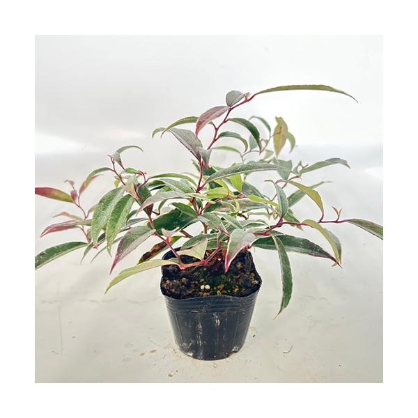 セイヨウイワナンテン ルコテー ホワイトウォーター 樹高0.25m前後 15cmポット （ 単 品 ）  苗 植木 苗木 庭  いわなんてん 西洋岩南天   お得な【送料無料】セット商品も販売中。↑<br>