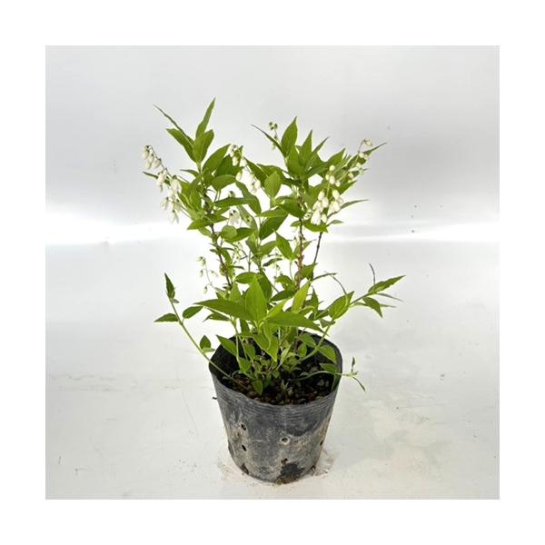 ヒメウツギ 樹高0.3m前後 12cmポット （ 単 品 ）  苗 植木 苗木 庭  姫ウツギ 姫空木   お得な【送料無料】セット商品も販売中。↑<br>