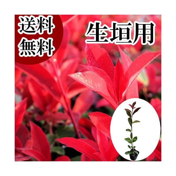 レッドロビン 樹高0.8m前後 10.5cmポット （ 単 品 ）（送料無料）  苗 植木 苗木 庭  れっどろびん