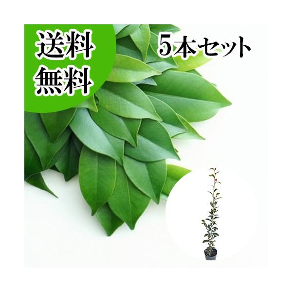 サカキ （ホンサカキ） 本榊 樹高0.6m前後 15cmポット （5本セット）（送料無料）  苗 植木 苗木 庭 さかき ホンサカキ　ほんさかき 榊