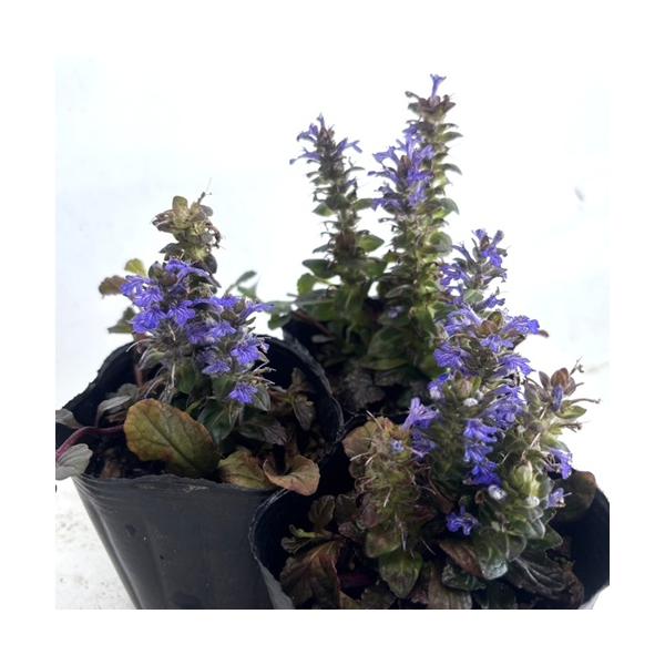 アジュガ / 9.0cmポット （5本セット）（送料無料）  苗 植木 苗木 庭 グランドカバー あじゅが レプタンス