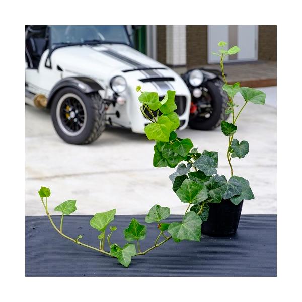 ヘデラ ヘリックス / 9.0cmポット （5本セット）（送料無料）  苗 植木 苗木  グランドカバー へでら へりっくす アイビー