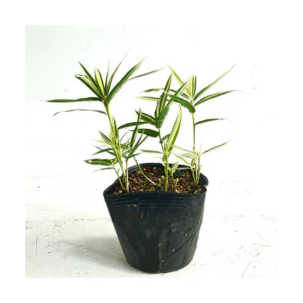 チゴザサ / 9.0cmポット （ 単 品 ） シマザサ シマダケ 苗 植木 苗木 庭 グランドカバー ちござさ 稚児笹 縞笹   お得な【送料無料】セット商品も販売中。↑<br>