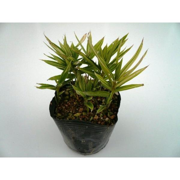 チゴザサ / 9.0cmポット （15本セット）（送料無料） シマザサ シマダケ 苗 植木 苗木 庭 グランドカバー ちござさ 稚児笹 縞笹