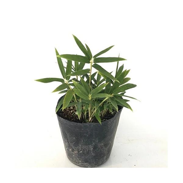コグマザサ / 10.5cmポット （5本セット）（送料無料）  苗 植木 苗木  グランドカバー こぐまざさ 小熊笹
