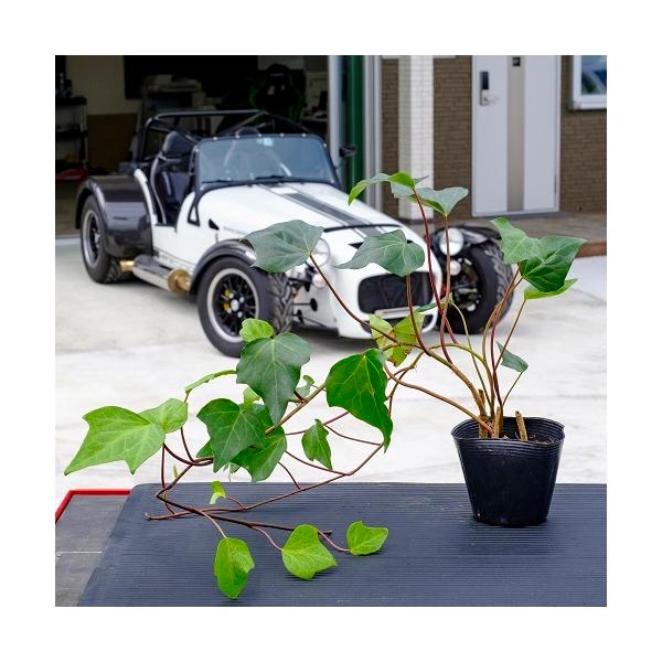 ヘデラ カナリエンシス / 10.5cmポット （40本セット）（送料無料）  苗 植木 苗木  グランドカバー へでら かなりえんしす アイビー オカメヅタ