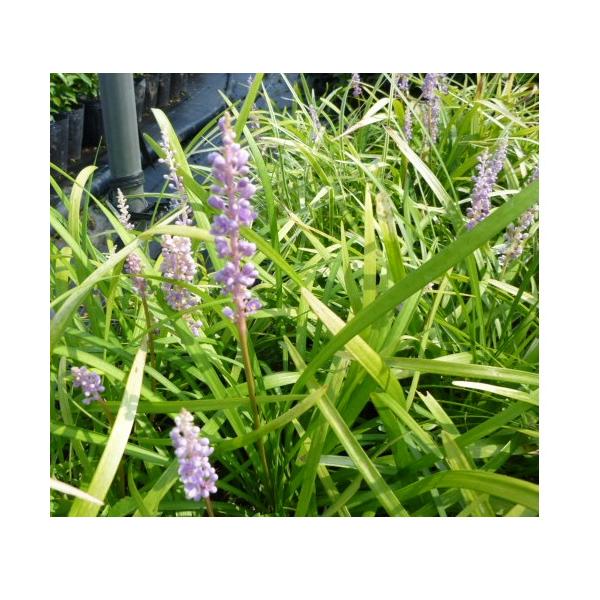 ヤブラン / 10.5cmポット （10本セット）（送料無料）  苗 植木 苗木  グランドカバー やぶらん 藪蘭