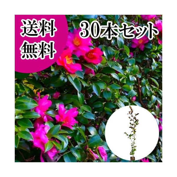 サザンカ 樹高0.8m前後 10.5cmポット （30本セット）（送料無料）  苗 植木 苗木 庭  さざんか 山茶花
