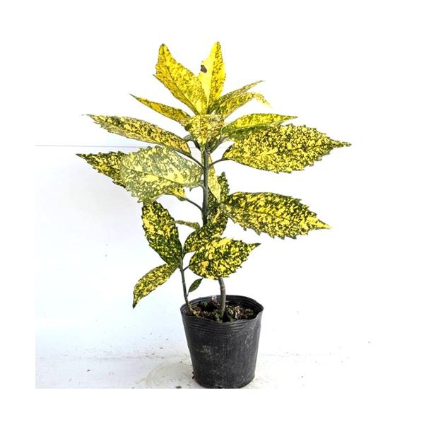 フイリアオキ 樹高0.3m前後 15cmポット （3本セット）（送料無料）  苗 植木 苗木 庭  ふいりあおき 斑入りアオキ 斑入り青木