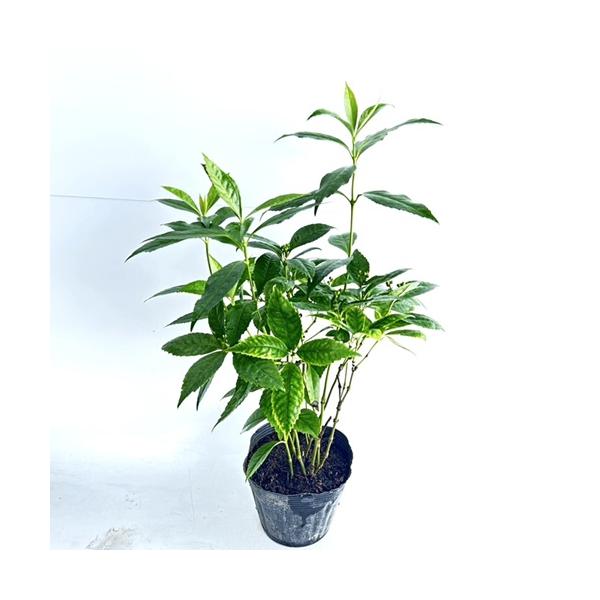 センリョウ 樹高0.4m前後 15cmポット （ 単 品 ）  苗 ※実はついていない場合が多いです 植木 苗木 庭  せんりょう 千両   お得な【送料無料】セット商品も販売中。↑<br>