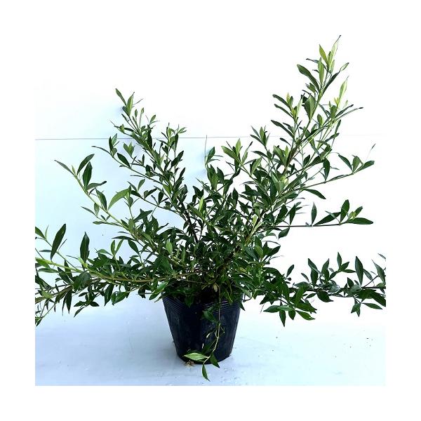 ヒメクチナシ 樹高0.3m前後 15cmポット （3本セット）（送料無料）  苗 植木 検索：コクチナシ 庭  ひめくちなし 姫梔子 姫梔