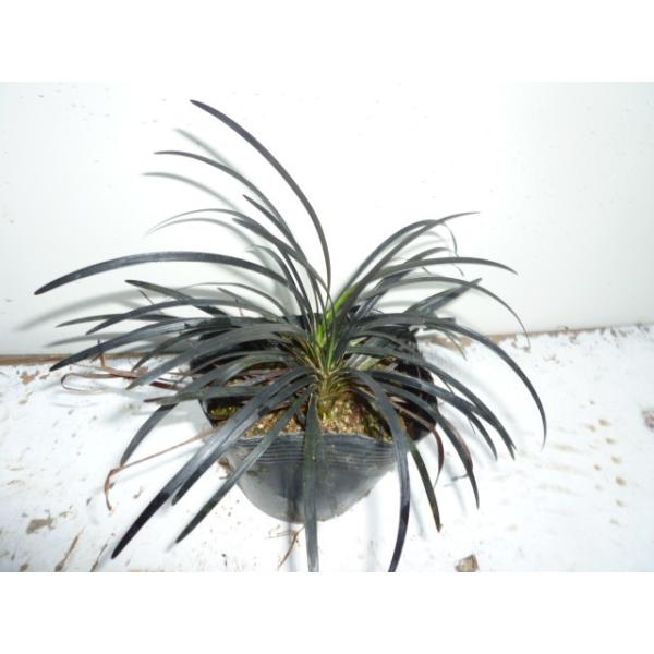 コクリュウ / 9.0cmポット （10本セット）（送料無料）  苗 植木 苗木 庭 グランドカバー こくりゅう 黒竜