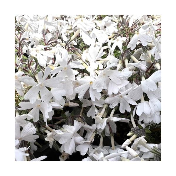 シバザクラ シロ 白 / 9.0cmポット （10本セット）（送料無料） 花時期3月下旬〜4月上旬 苗 植木 苗木 庭 グランドカバー しばざくら 芝桜