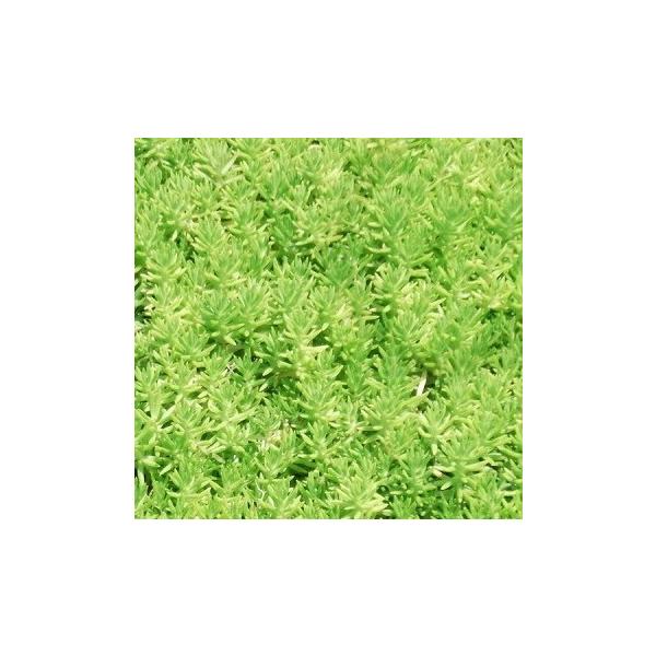 メキシコマンネングサ / 9.0cmポット （20本セット）（送料無料）  苗 植木 苗木 庭 グランドカバー めきしこまんねんぐさ 万年草