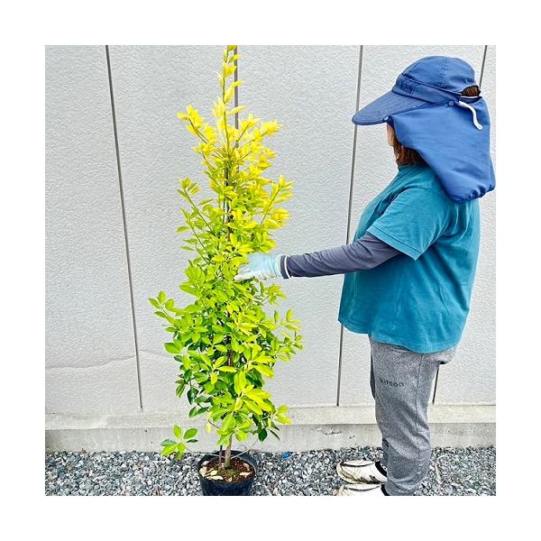 オウゴンマサキ 樹高1.0m前後 15〜18cmポット （3本セット）（送料無料）  苗 植木 苗木   おうごんまさき 黄金マサキ