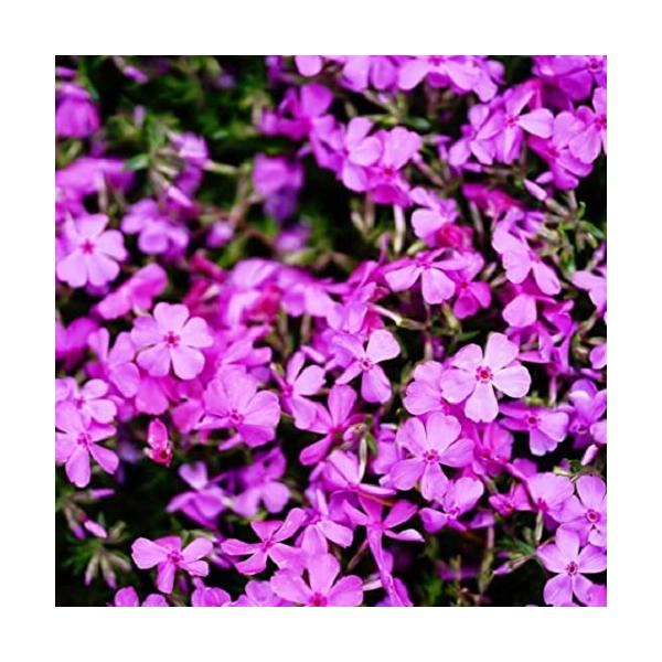 シバザクラ ピンク / 9.0cmポット （20本セット）（送料無料） 花時期3月下旬 苗 植木 苗木  グランドカバー しばざくら 芝桜