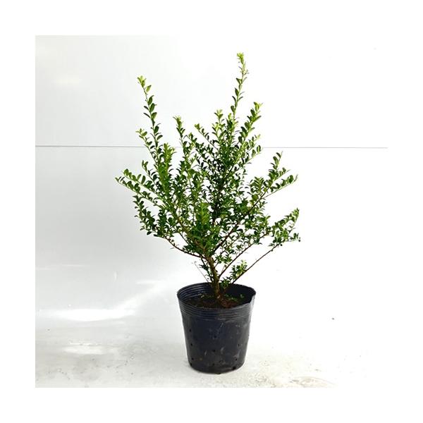 キンメツゲ 樹高0.3m前後 15cmポット （5本セット）（送料無料）  苗 植木 苗木   きんめつげ 金芽柘植