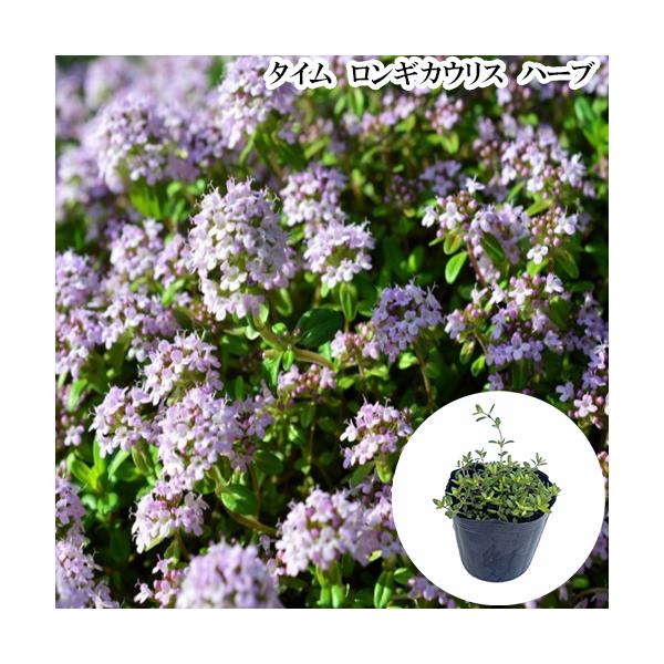 タイム ロンギカウリス ハーブ / 9.0cmポット （ 単 品 ） タイム苗 苗 植木 苗木 庭  花：4月下旬 ハーブ   お得な【送料無料】セット商品も販売中。↑<br>