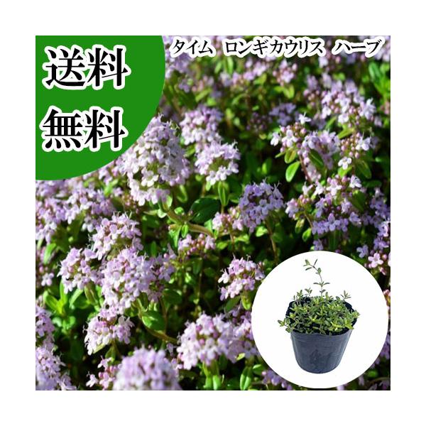 タイム ロンギカウリス ハーブ / 9.0cmポット （ 単 品 ）（送料無料） タイム苗 苗 植木 苗木 庭  花：4月下旬 ハーブ