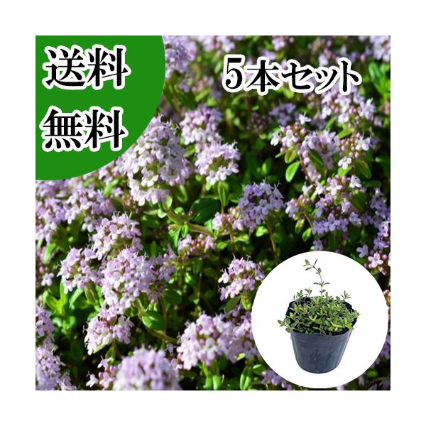 タイム ロンギカウリス ハーブ / 9.0cmポット （5本セット）（送料無料） タイム苗 苗 植木 苗木 庭  花：4月下旬 ハーブ