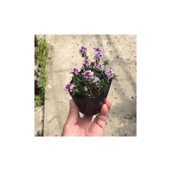 タイム ロンギカウリス ハーブ / 9.0cmポット （28本セット）（送料無料） タイム苗 苗 植木 苗木   花：4月下旬 ハーブ