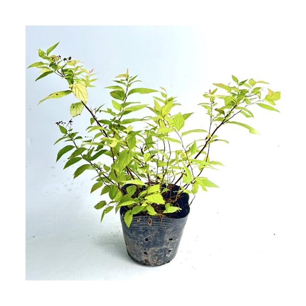 シモツケ ゴールドフレーム 樹高0.15ｍ前後 12cmポット （3本セット）（送料無料） 落葉樹 苗 植木 苗木   しもつけ シモツケ