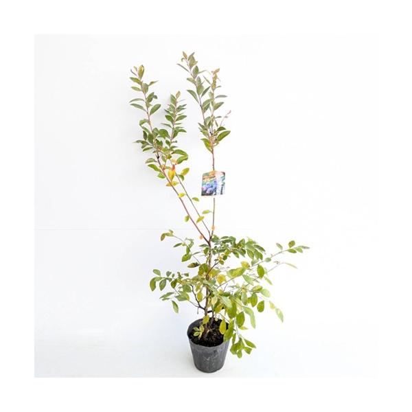 ブルーベリー ティフブルー 樹高0.5m前後 15cmポット （ 単 品 ）（送料無料）  苗 植木 苗木  果樹苗 果樹 木 ぶるーべりー てぃふぶるー ラビットアイ系
