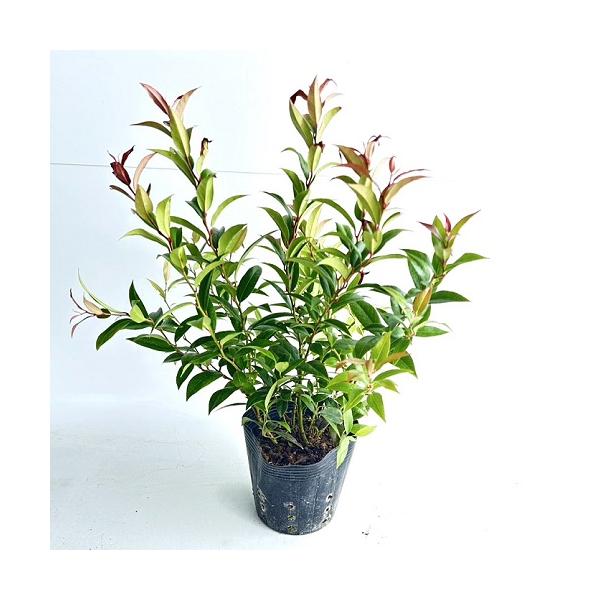 セイヨウイワナンテン アキシラリス 樹高0.2m前後 15cmポット （ 単 品 ）（送料無料）  苗 植木 苗木 庭  いわなんてん 西洋岩南天